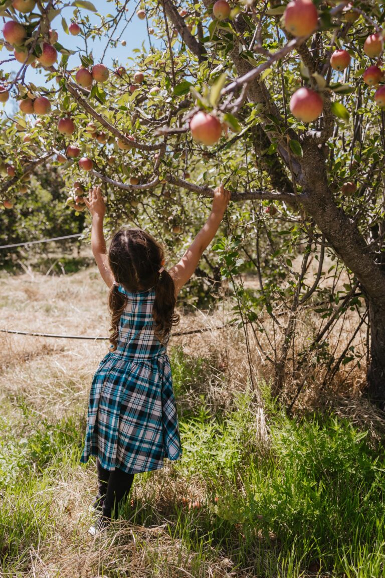 Apple Picking in Julian, California - A Fun Family Fall Activity.
