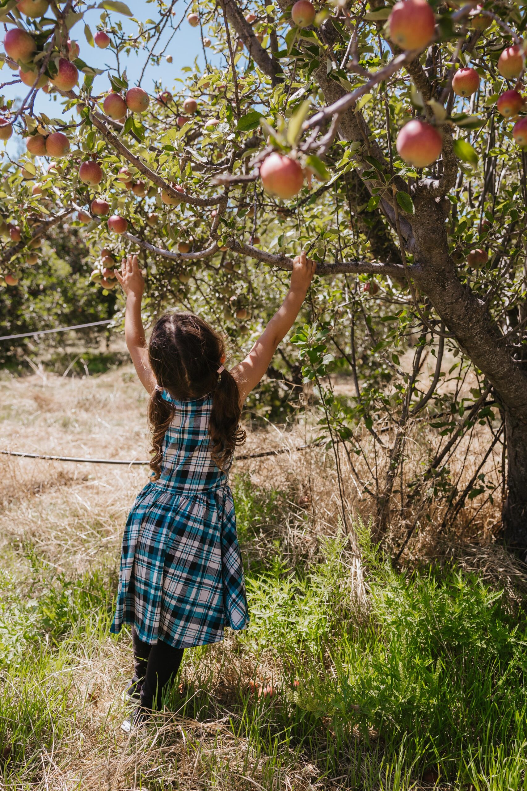 Apple Picking in Julian, California - A Fun Family Fall Activity.
